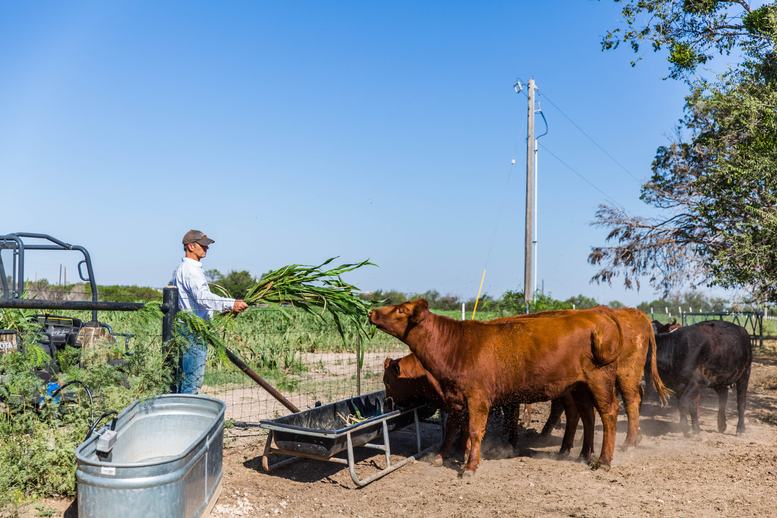 Freedom Farm TX – Freedom Farm TX