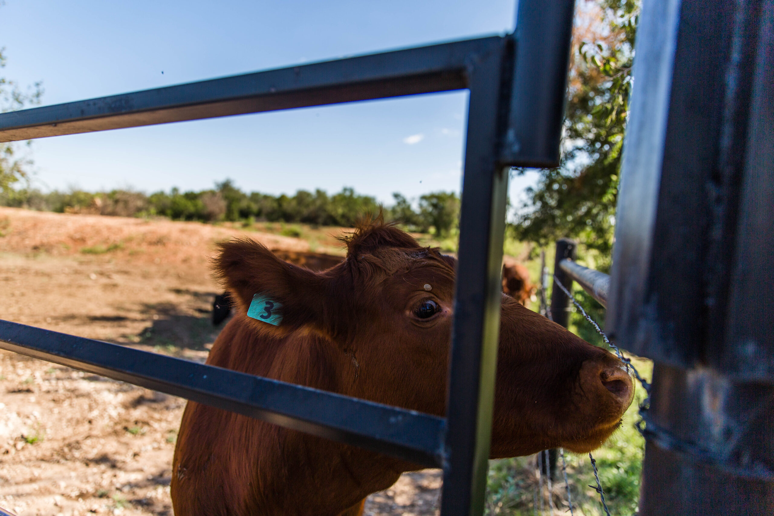 Freedom Farm TX – Freedom Farm TX